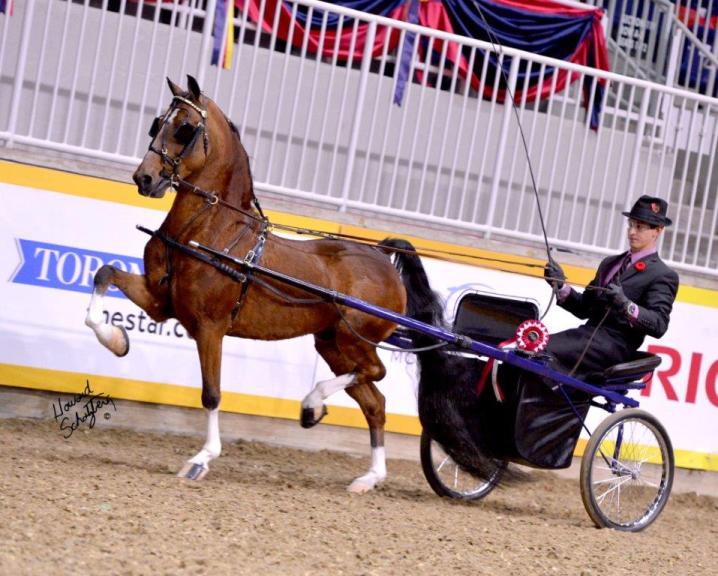 The Canadian Hackney Society